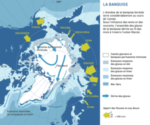 Encyclopédie polaire – Banquise : glace de mer - polarpod