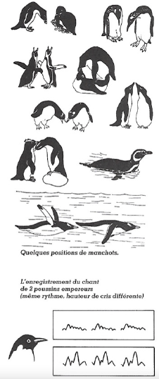 LES MANCHOTS - polarpod