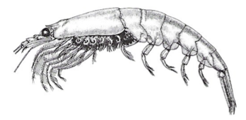THE WORLD OF PLANKTON - polarpod